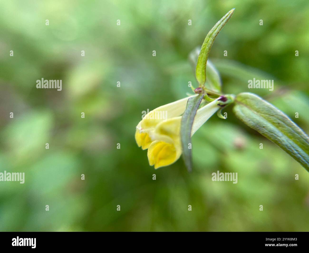 Common Cow-wheat (Melampyrum pratense Stock Photo - Alamy
