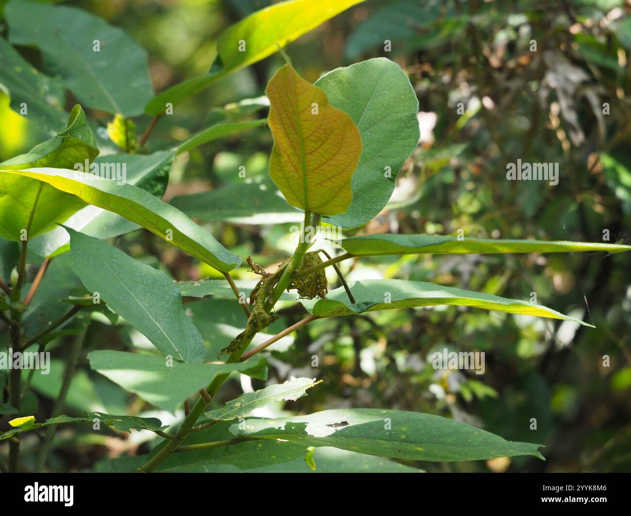 Beechey Fig (Ficus erecta beecheyana Stock Photo - Alamy