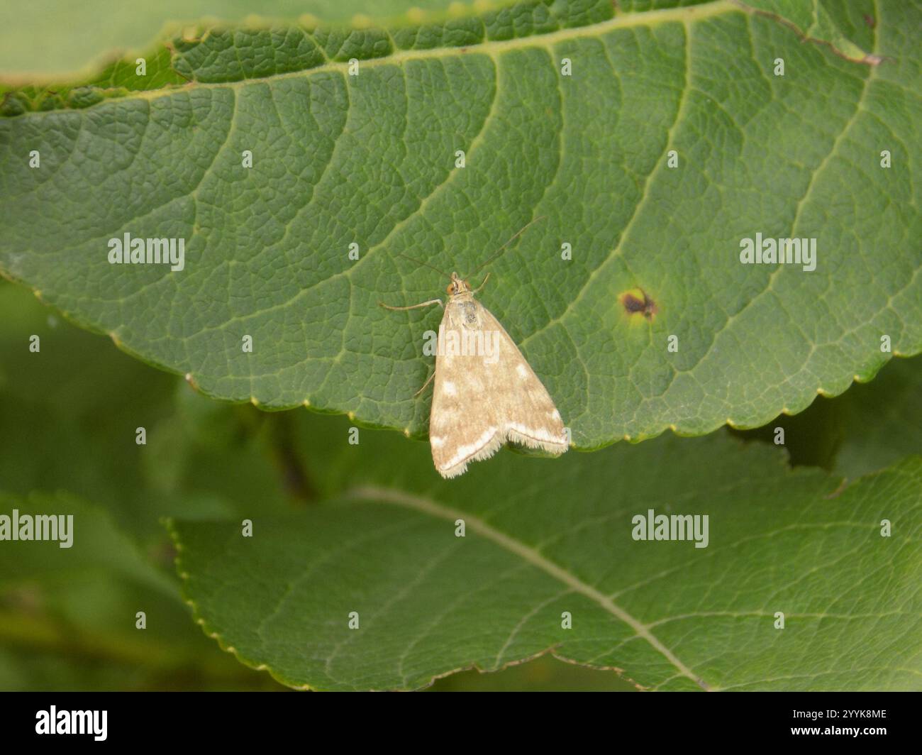 Beet Webworm Moth (Loxostege sticticalis Stock Photo - Alamy