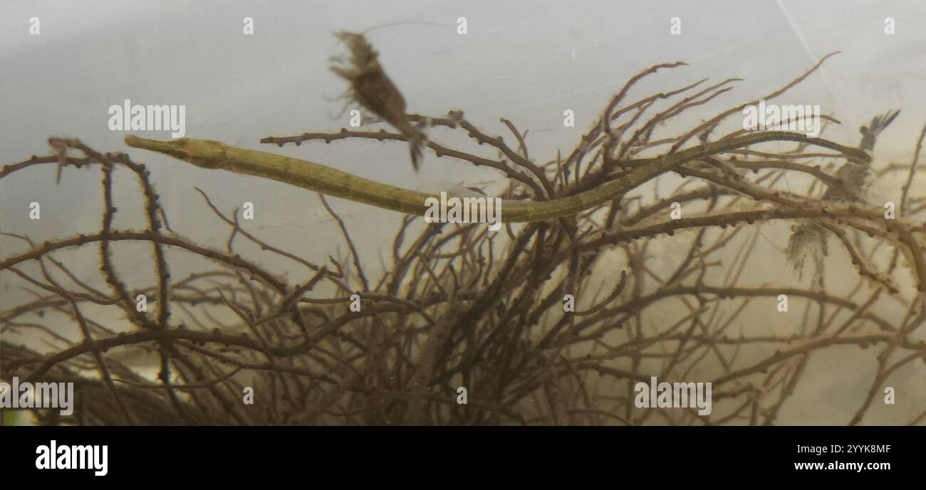 Northern Pipefish (Syngnathus fuscus Stock Photo - Alamy