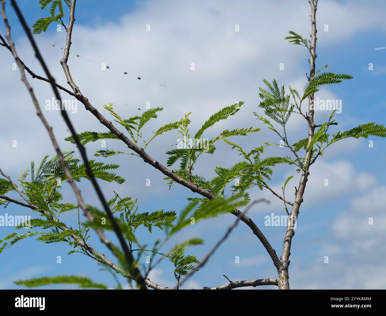 White leadtree (Leucaena leucocephala Stock Photo - Alamy