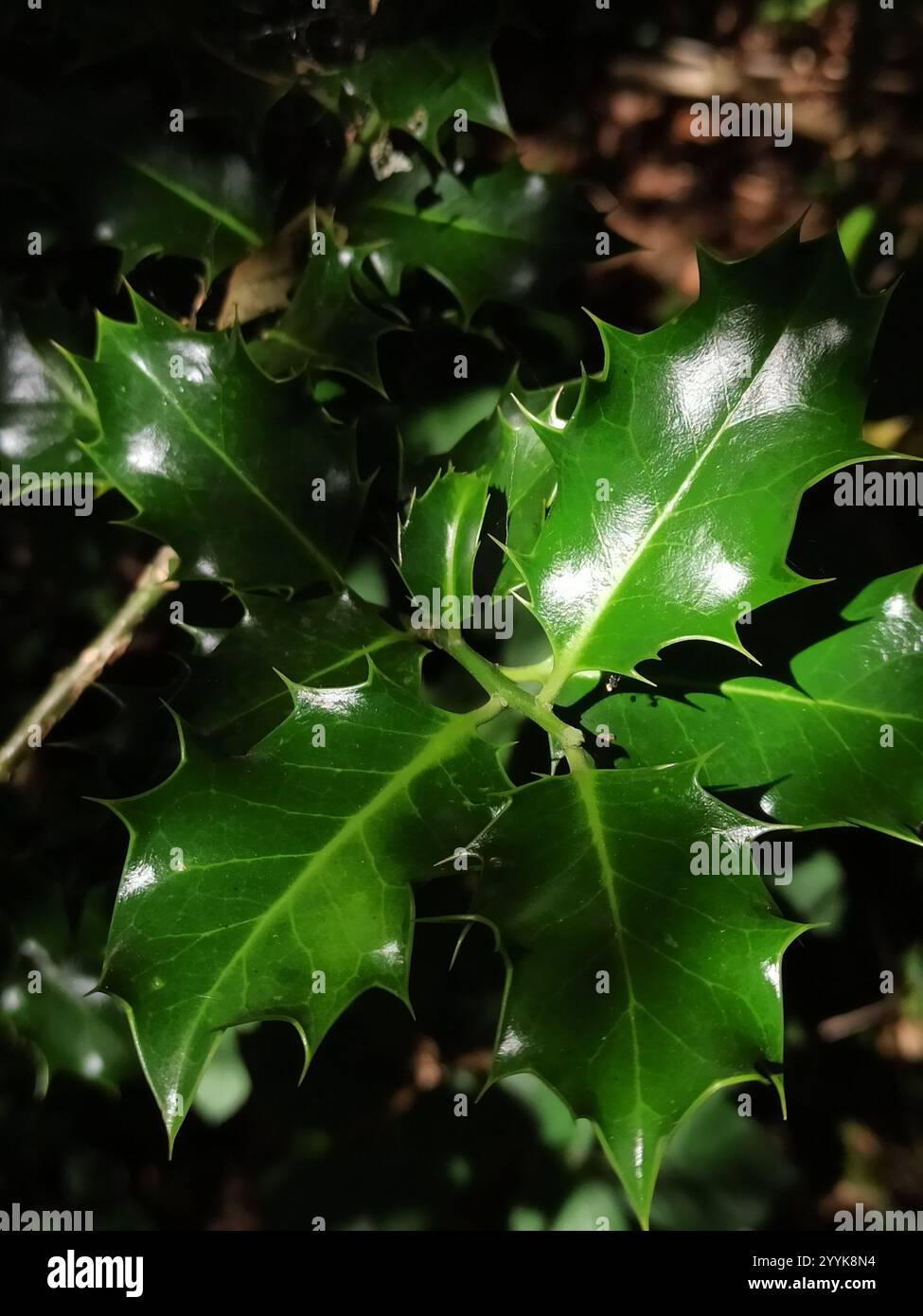 European holly (Ilex aquifolium Stock Photo - Alamy
