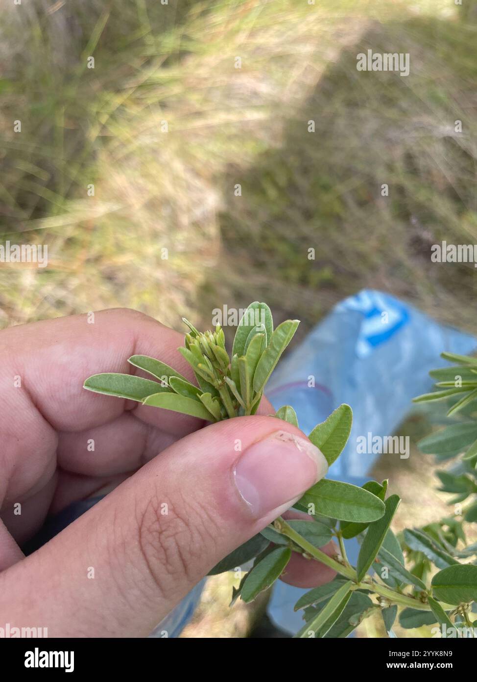 round-headed bush clover (Lespedeza capitata Stock Photo - Alamy