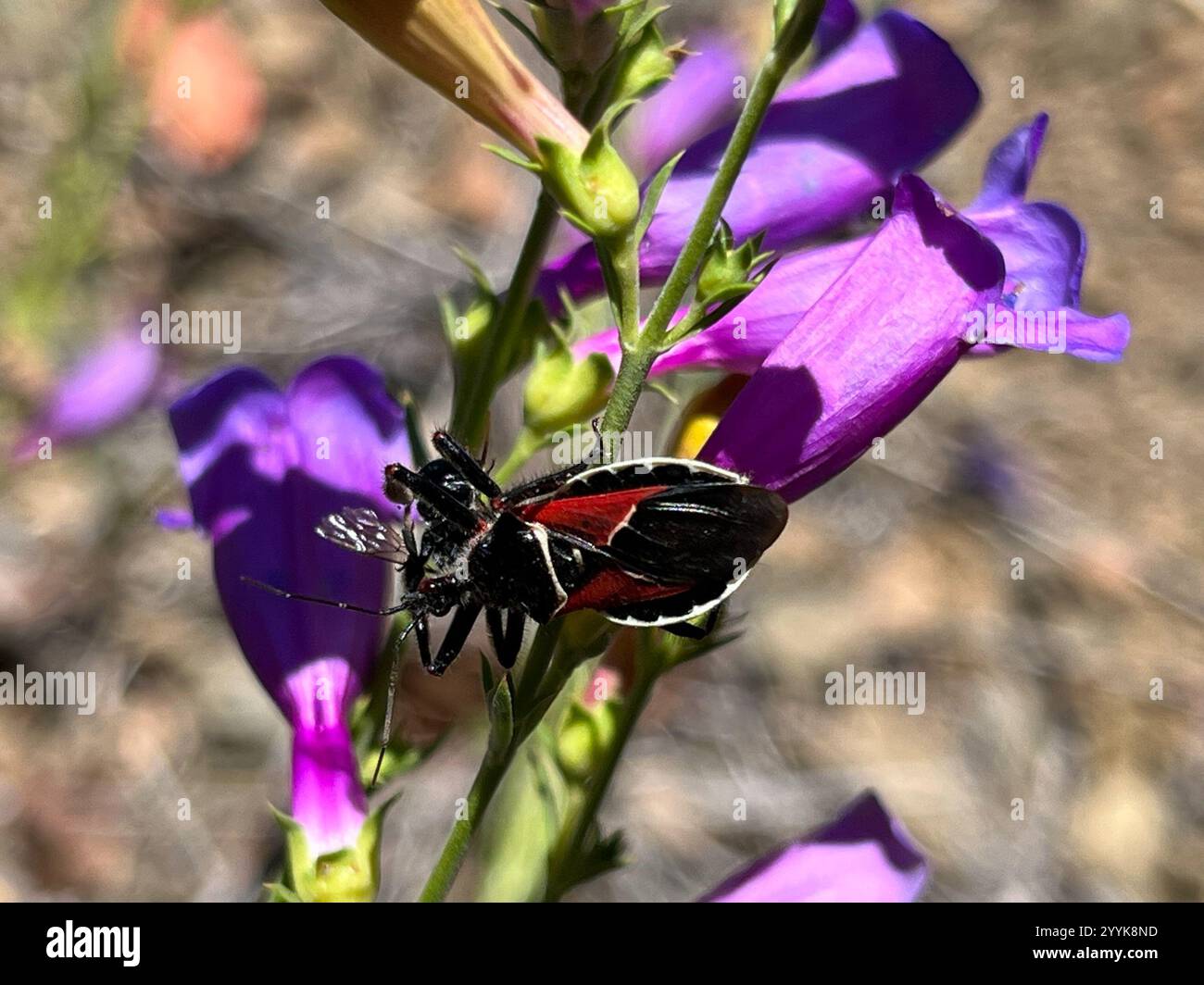 California Bee Assassin (Apiomerus californicus Stock Photo - Alamy