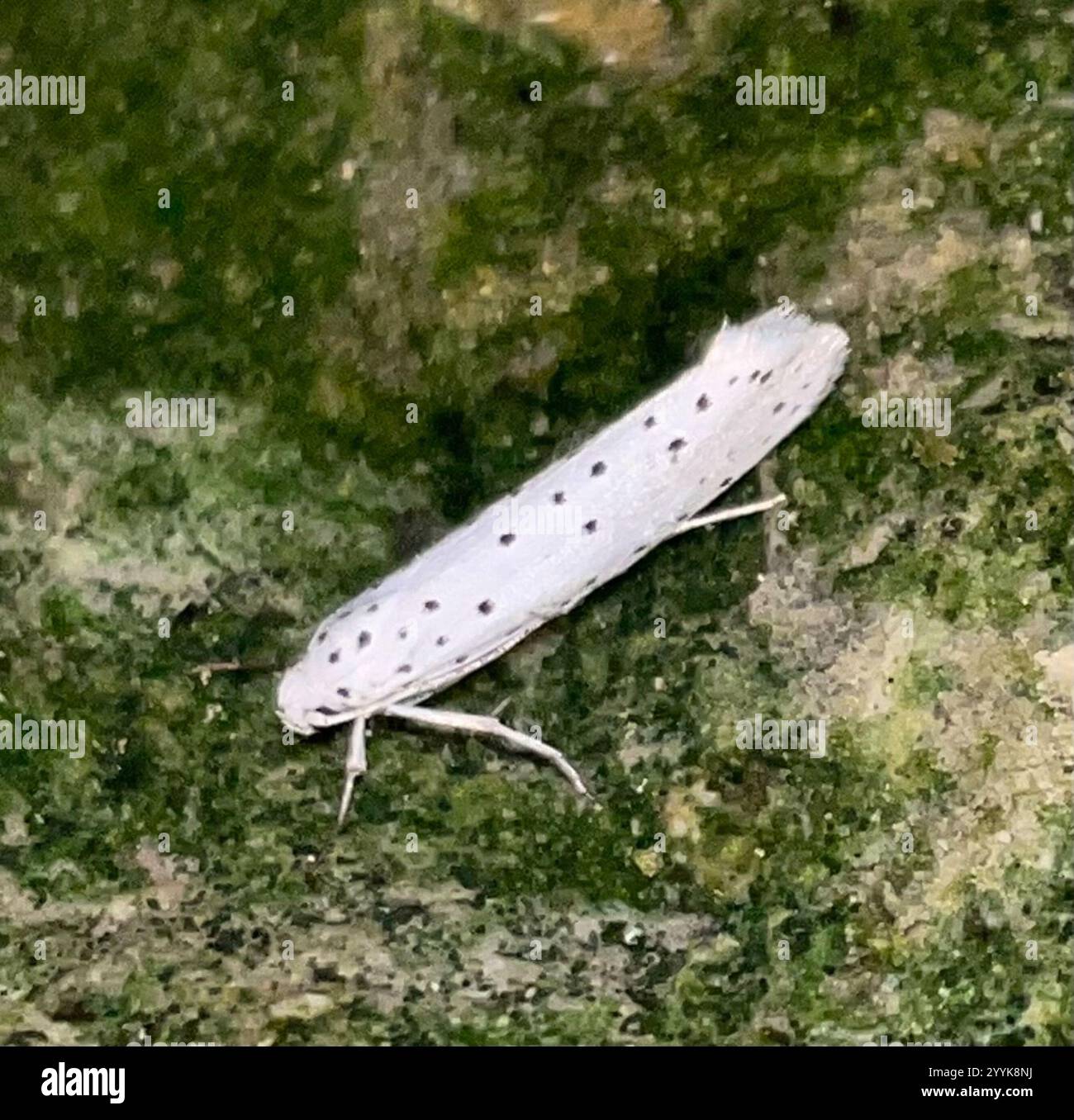 Small Ermine Moths (Yponomeuta Stock Photo - Alamy