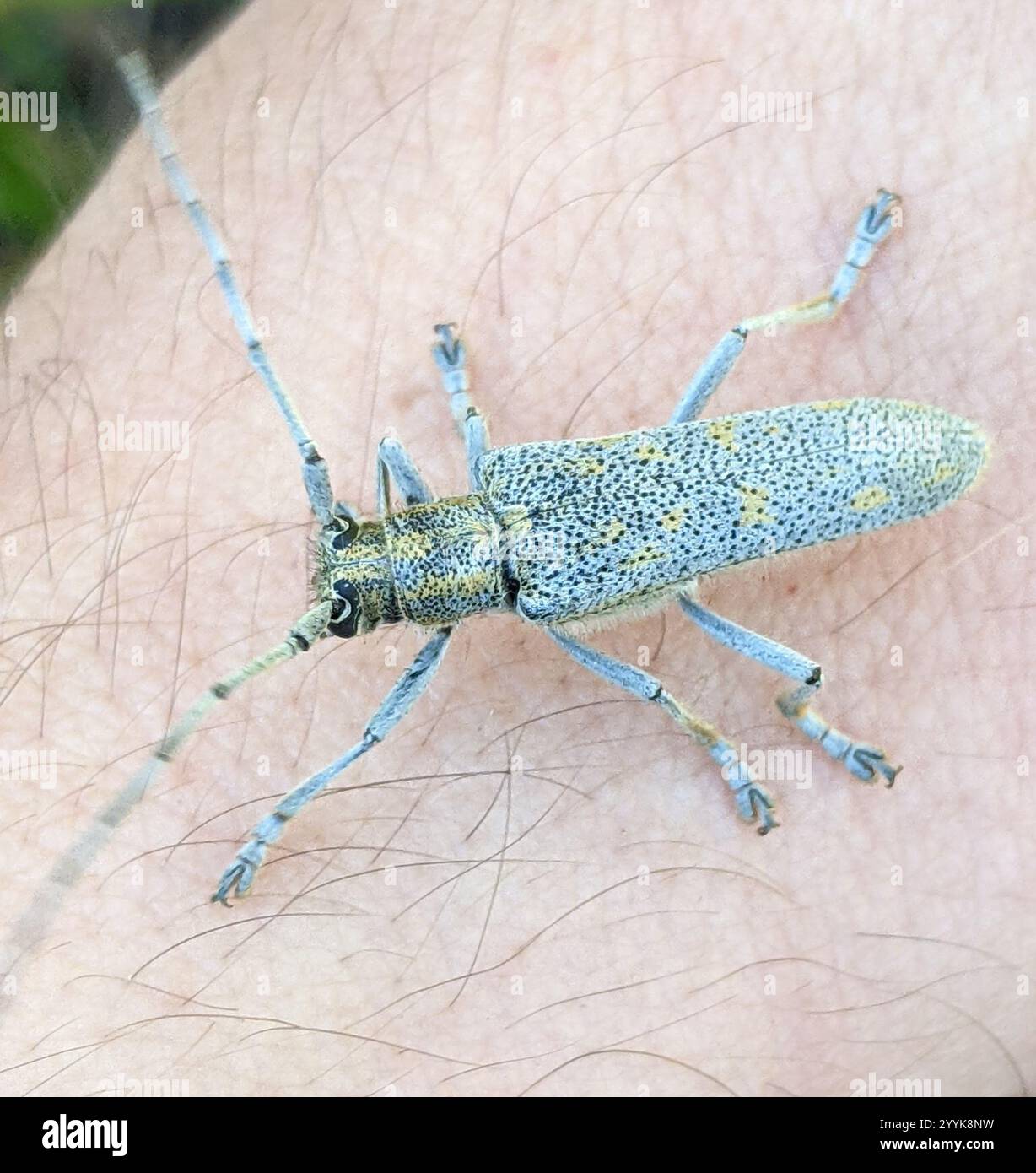 Poplar Borer (Saperda calcarata Stock Photo - Alamy