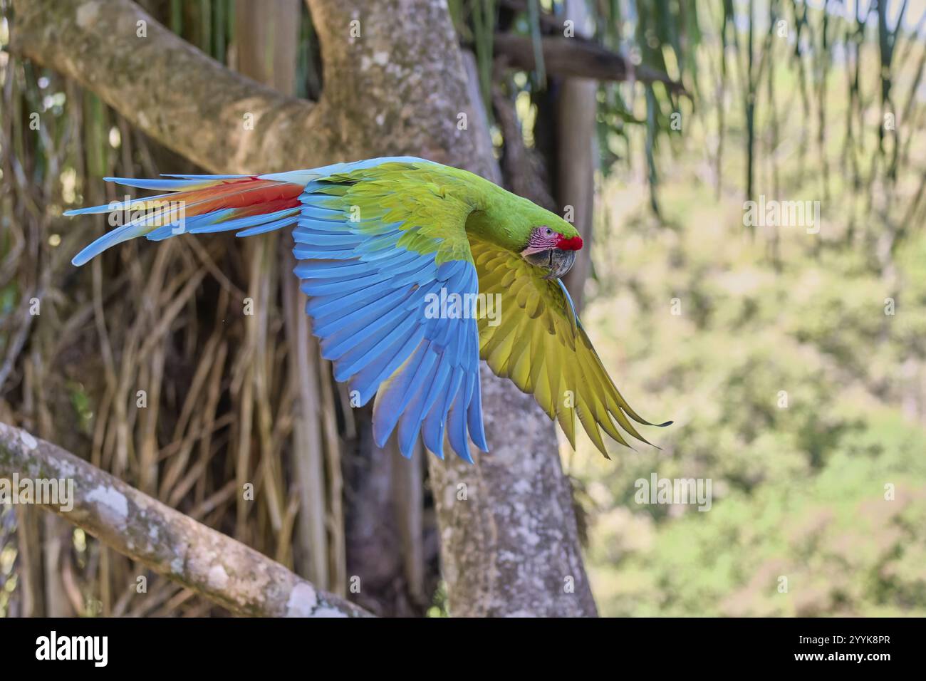 Great green macaw in flight (Ara ambiguus) Costa Rica Stock Photo - Alamy