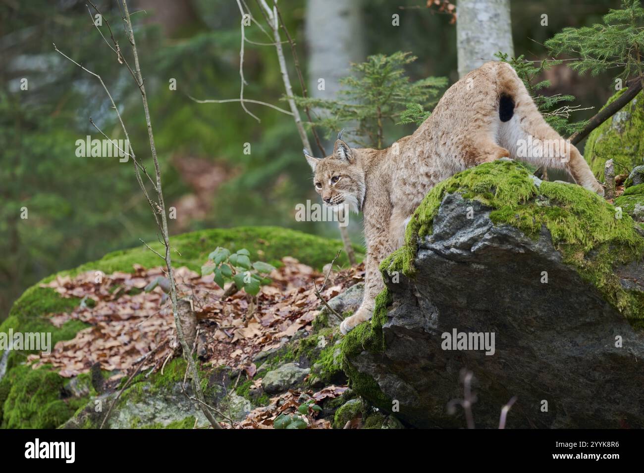 Eurasian lynx (Lynx lynx) Bavaria, Germany, Europe Stock Photo - Alamy