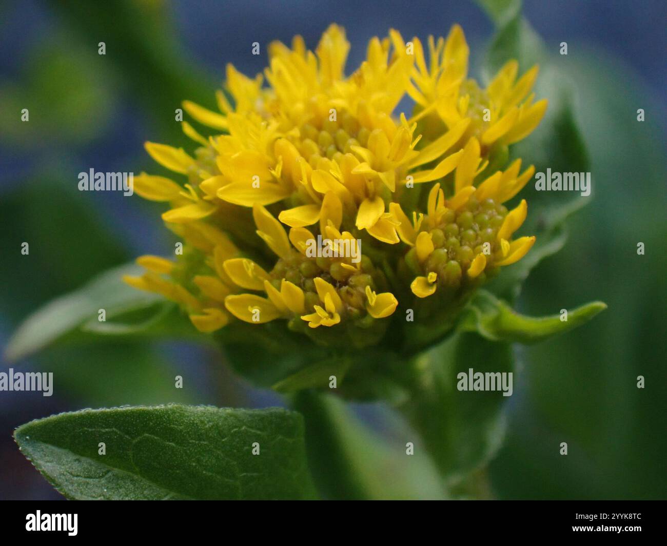 northern goldenrod (Solidago multiradiata Stock Photo - Alamy