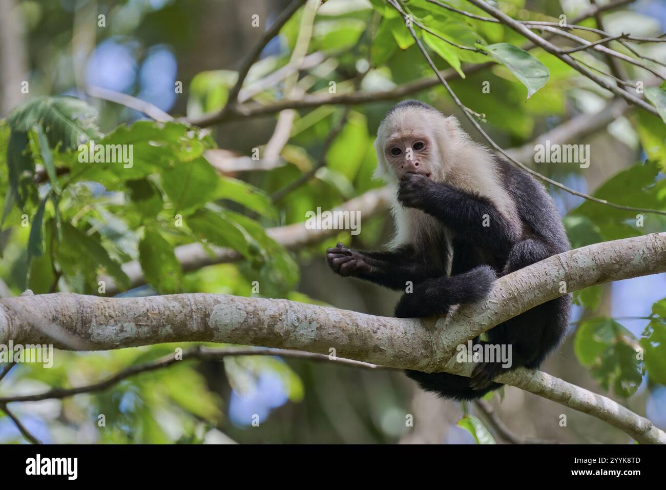 White-shouldered capuchin monkey (Cebus capucinus) Costa Rica Stock ...
