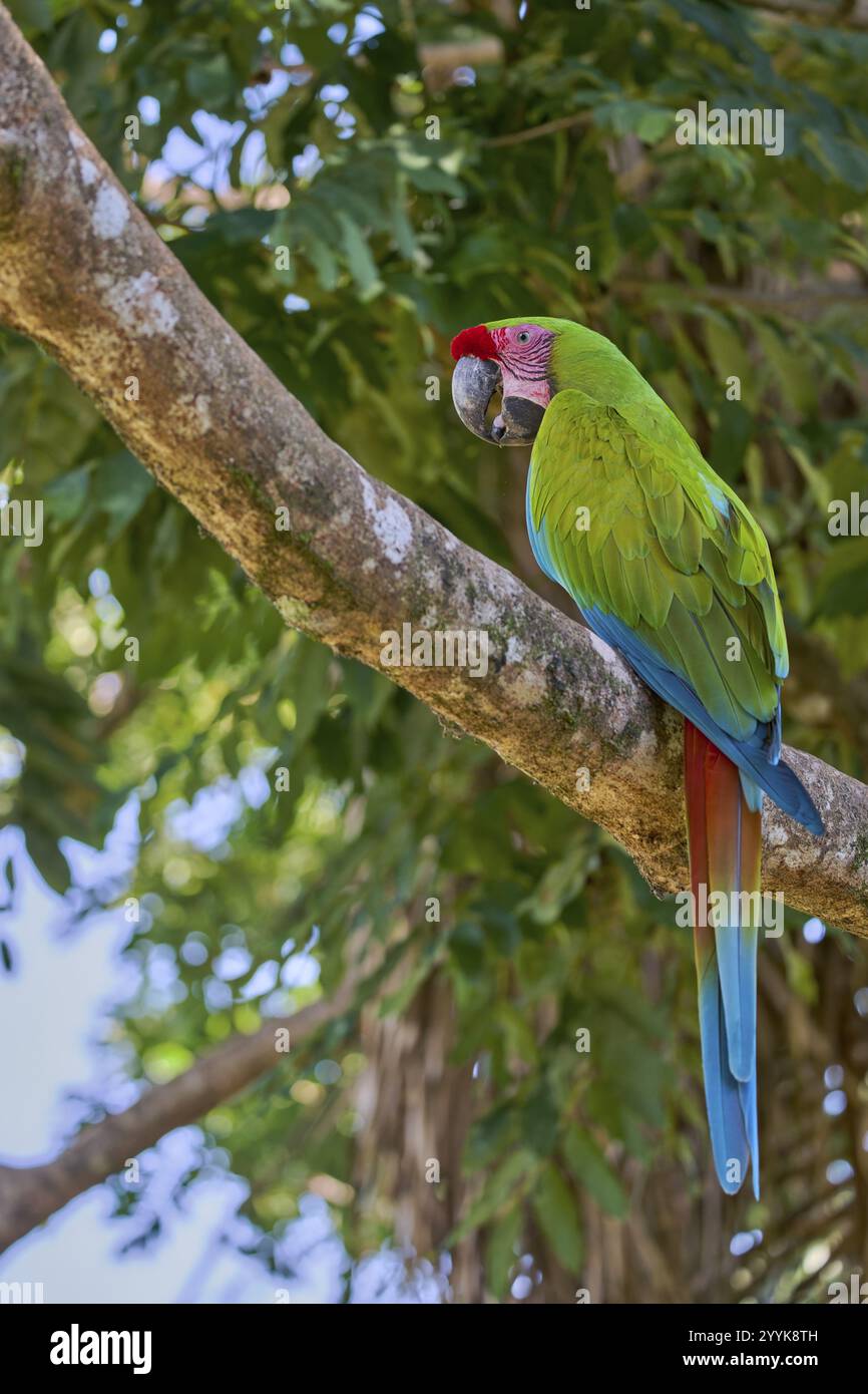 Great green macaw (Ara ambiguus) Costa Rica Stock Photo - Alamy
