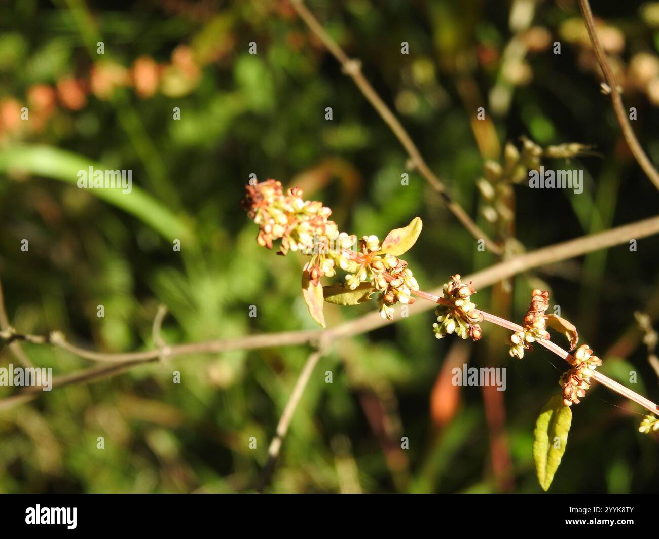 Clustered Dock (Rumex conglomeratus Stock Photo - Alamy