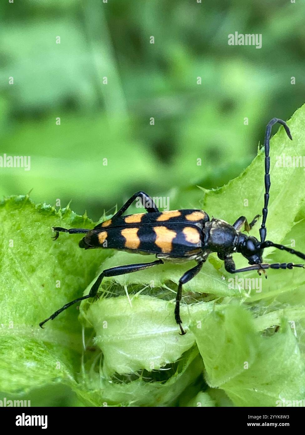 four-banded longhorn beetle (Leptura quadrifasciata Stock Photo - Alamy