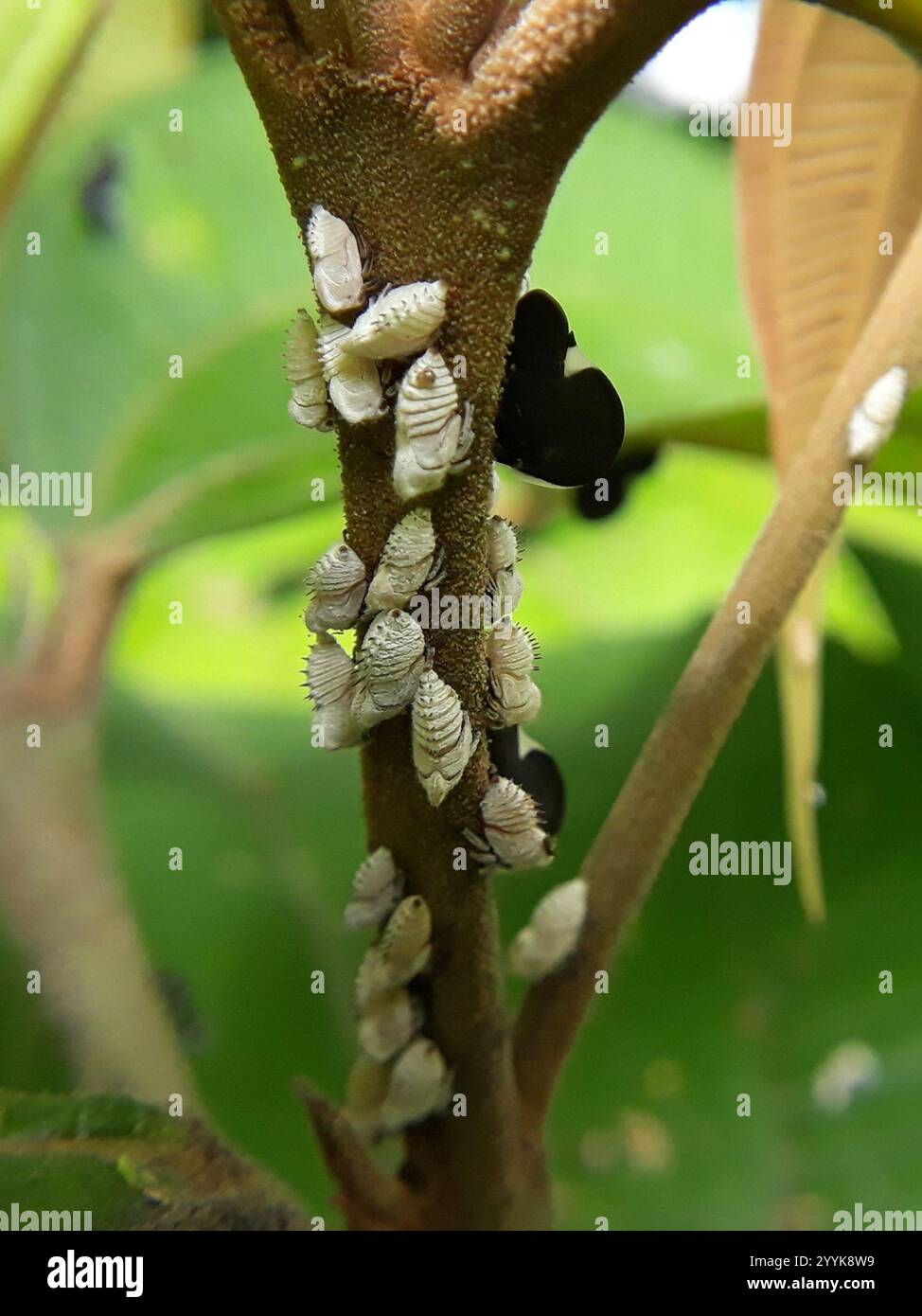 Membracis hi-res stock photography and images - Alamy