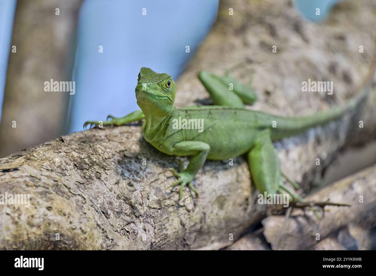 Female frontal lobe basilisk (Basiliscus plumifrons) Costa Rica Stock ...