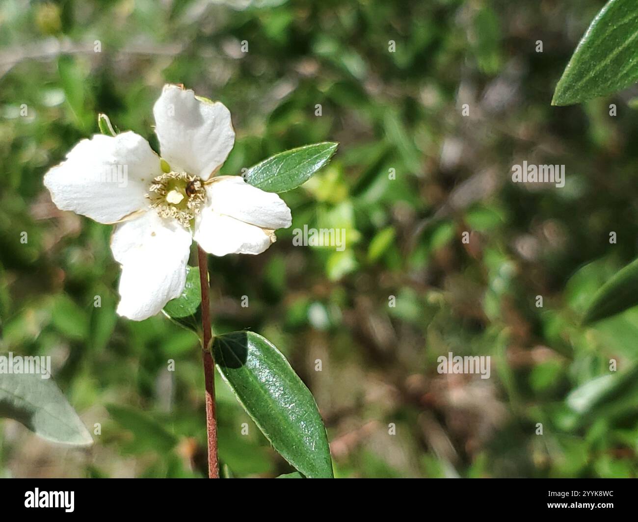littleleaf mock orange (Philadelphus microphyllus Stock Photo - Alamy
