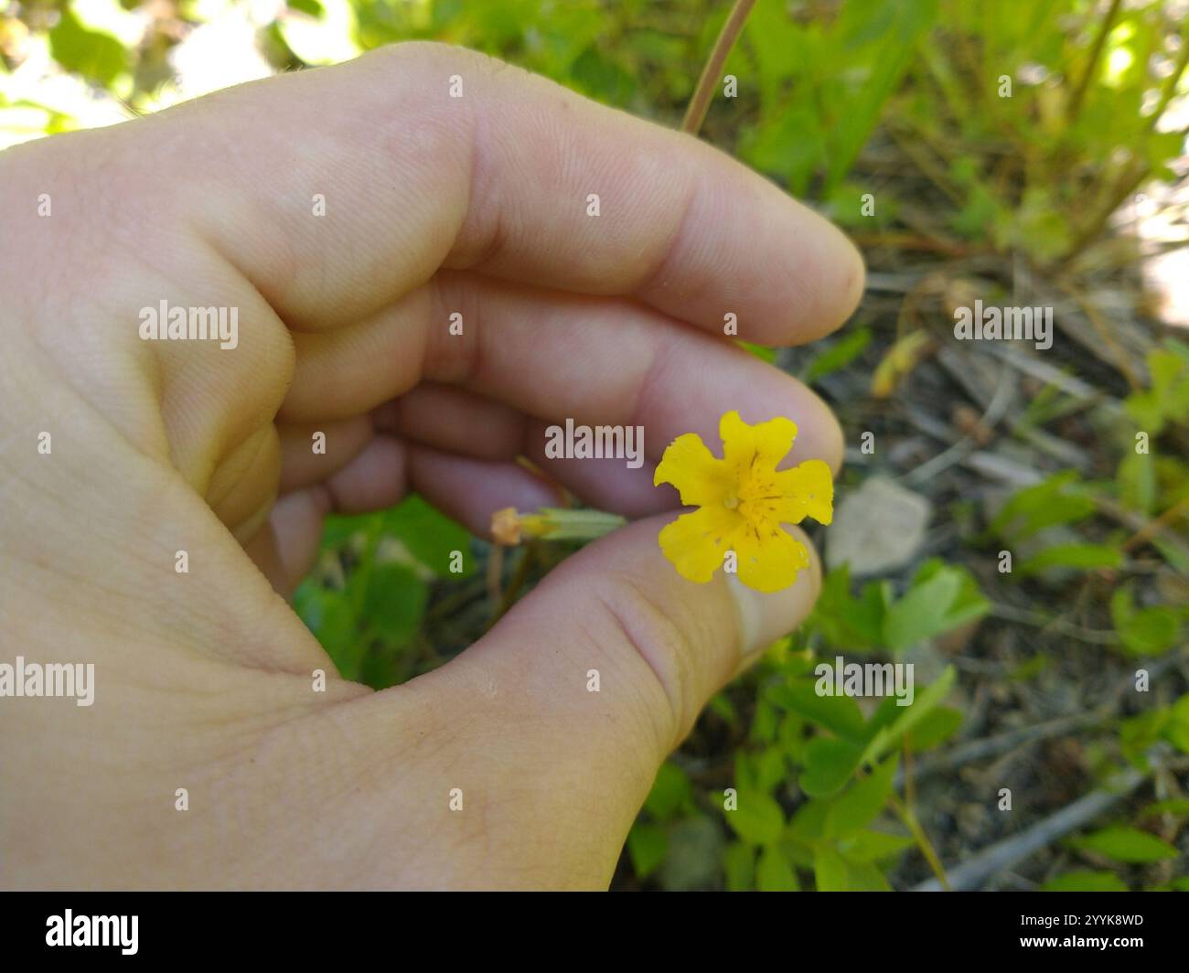 musk monkeyflower (Erythranthe moschata Stock Photo - Alamy