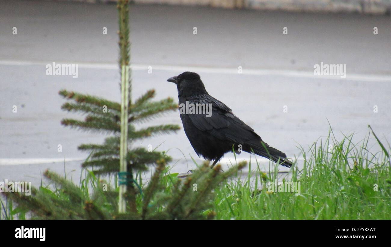 Eastern Carrion Crow (Corvus corone orientalis Stock Photo - Alamy