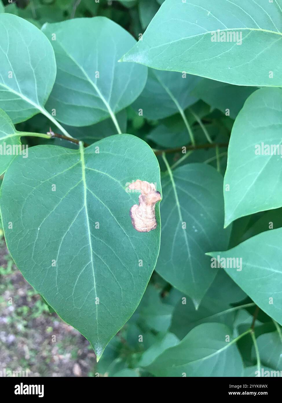 Lilac Leafminer Moth (Gracillaria syringella Stock Photo - Alamy