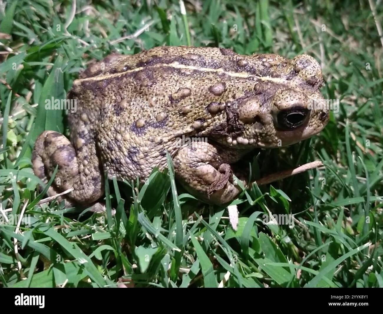Western Toad (Anaxyrus boreas Stock Photo - Alamy