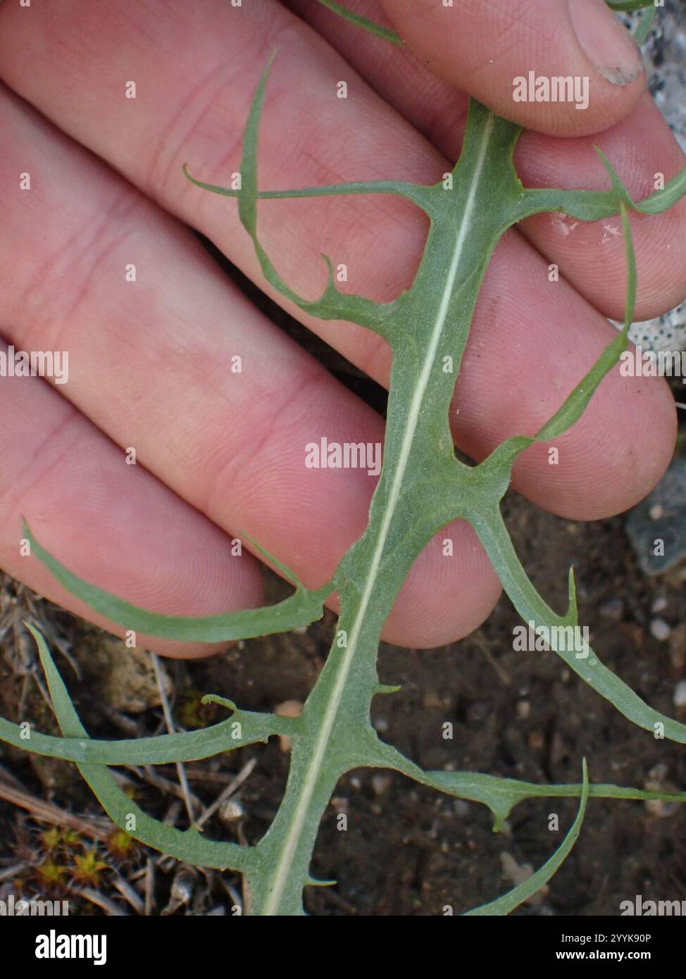 Slender Hawksbeard (Crepis atribarba Stock Photo - Alamy