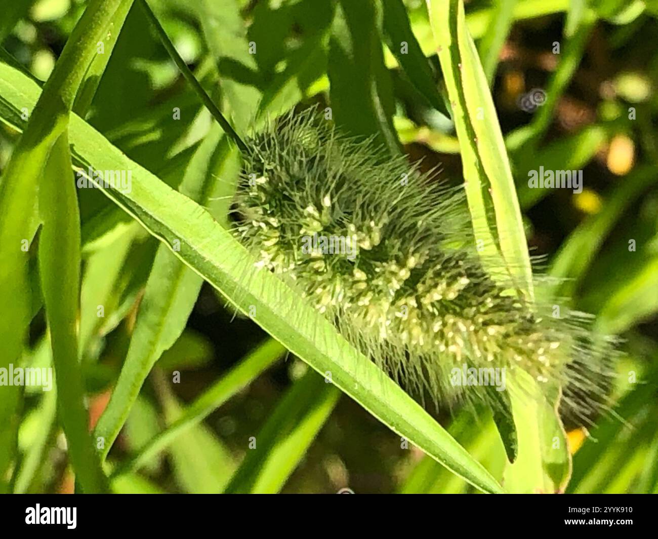 Rabbitfoot grass hi-res stock photography and images - Alamy