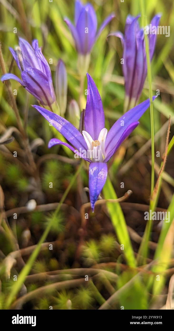 crown brodiaea (Brodiaea coronaria Stock Photo - Alamy
