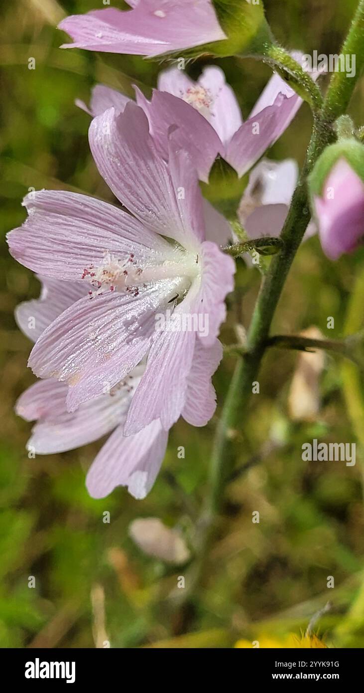 Meadow checker mallow hi-res stock photography and images - Alamy