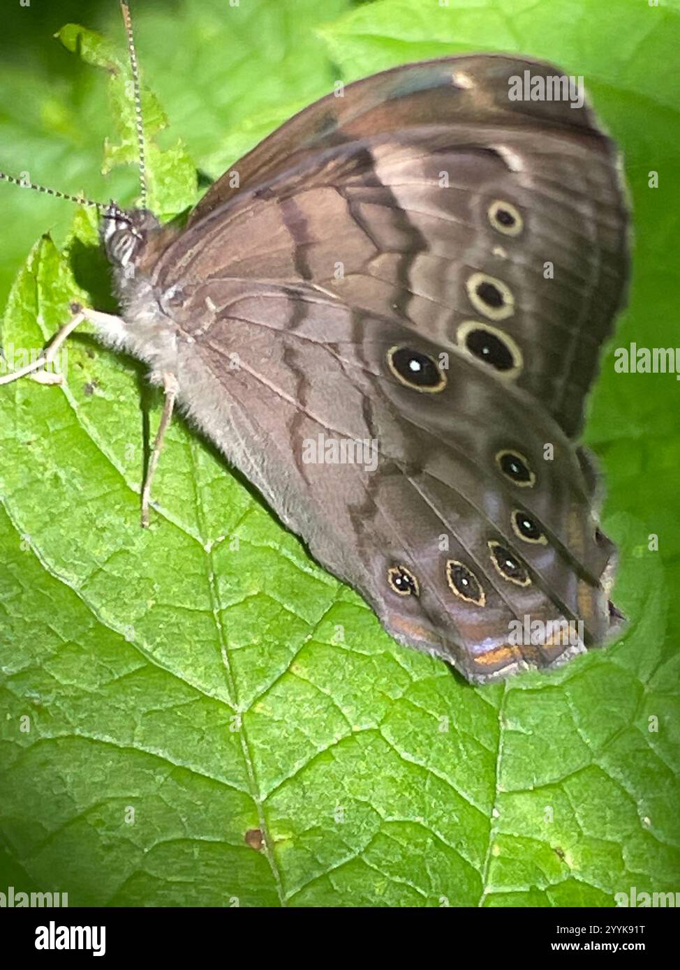 Northern Pearly-eye (Lethe anthedon Stock Photo - Alamy
