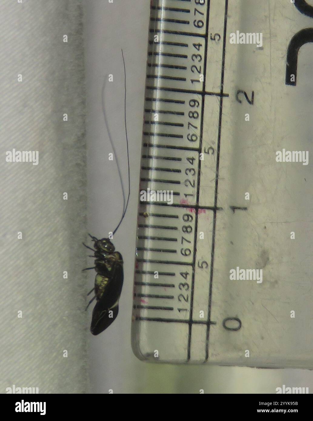 Barklice, Booklice, and Parasitic Lice (Psocodea Stock Photo - Alamy