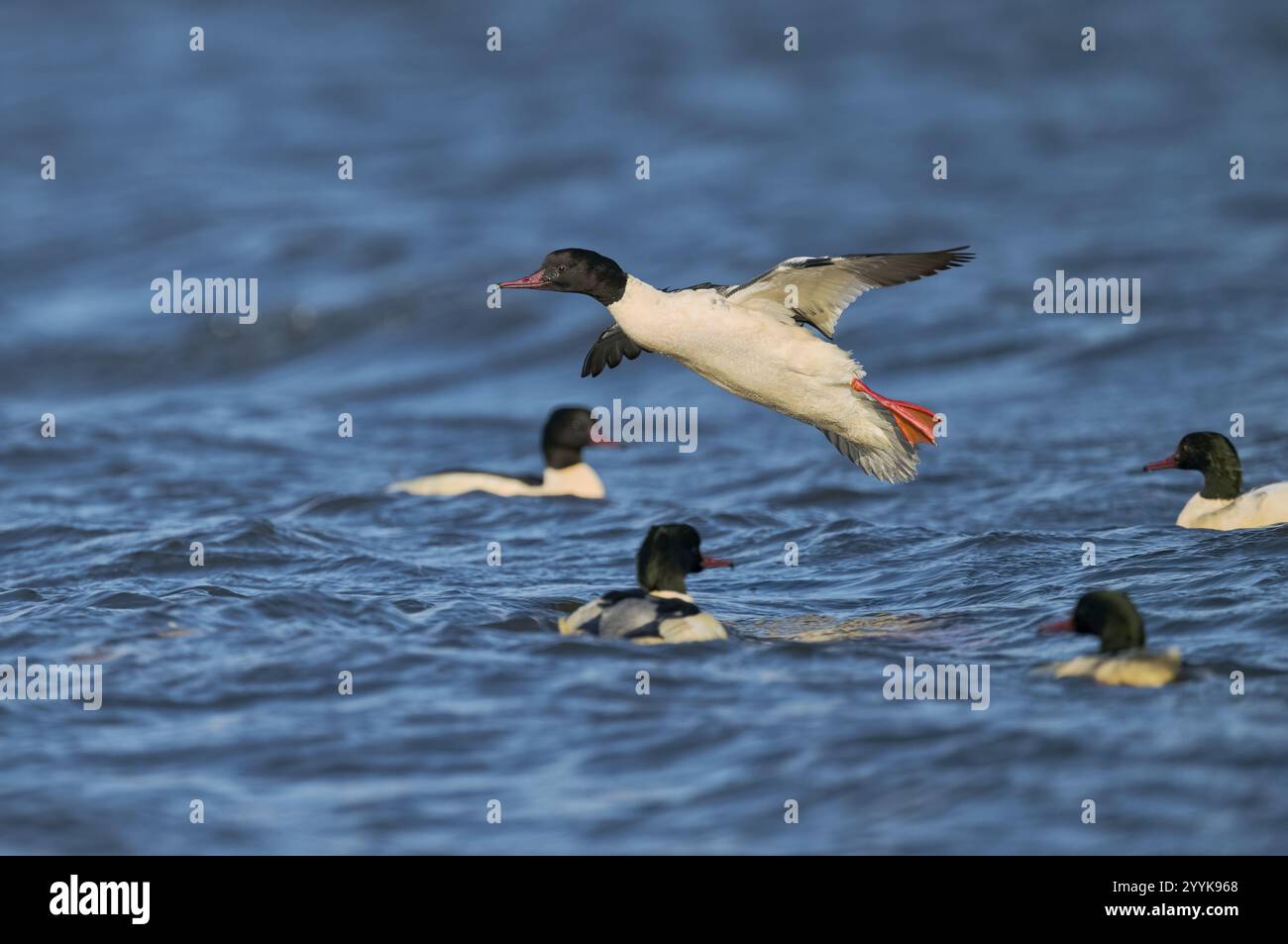 Common mergansers in flight hi-res stock photography and images - Alamy