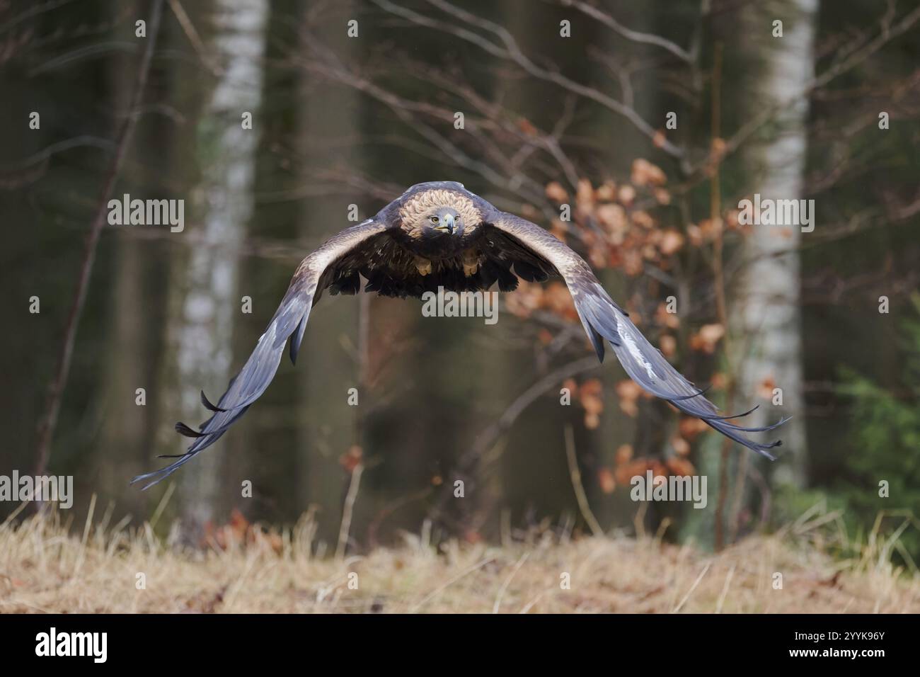 Golden eagle in flight (Aquila chrysaetos) Bavaria, Germany, Europe ...