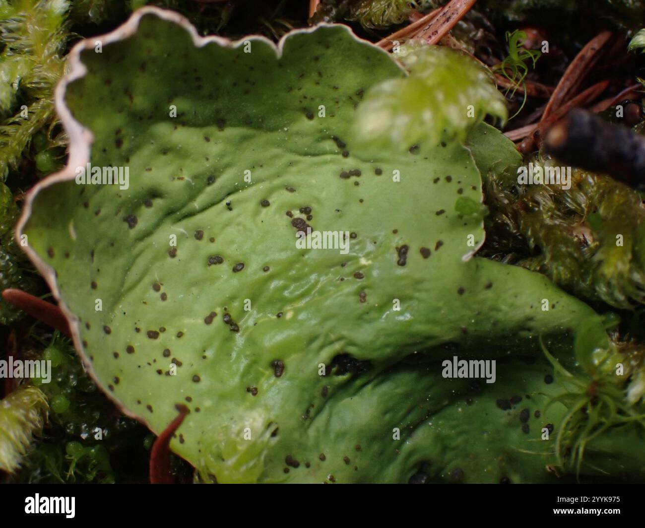 freckled pelt lichen (Peltigera aphthosa Stock Photo - Alamy