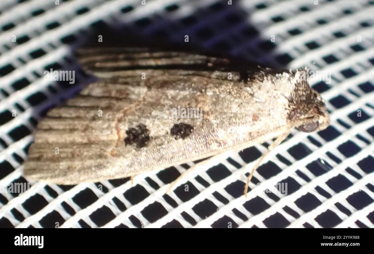 Owlet Moths and Allies (Noctuoidea Stock Photo - Alamy