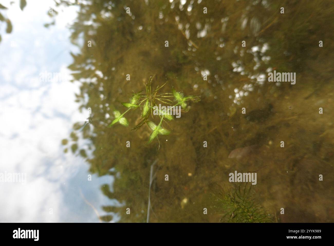 Ivy-leaved Duckweed (Lemna trisulca Stock Photo - Alamy