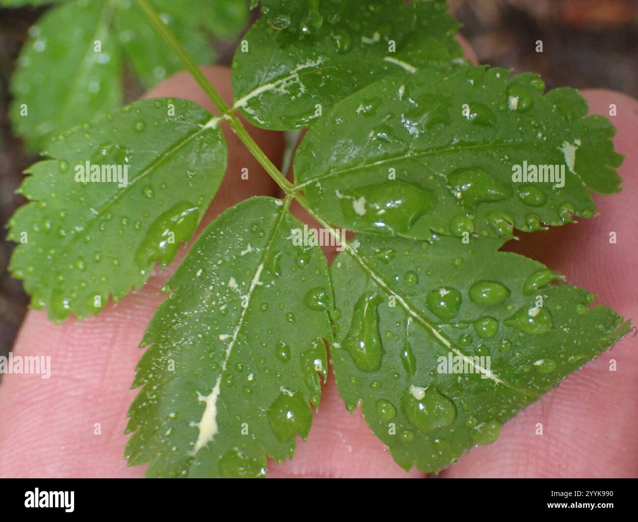 Sitka Mountain-Ash (Sorbus sitchensis Stock Photo - Alamy