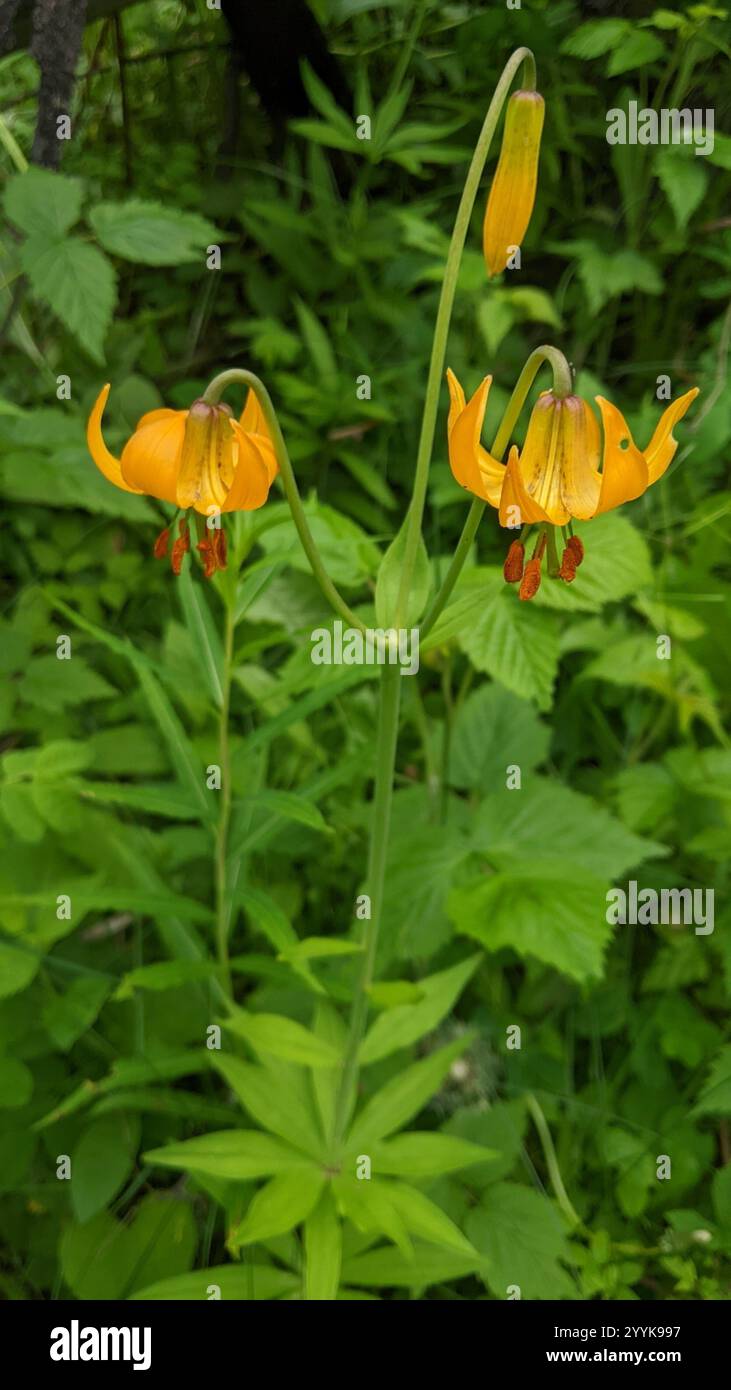 Columbia lily (Lilium columbianum Stock Photo - Alamy