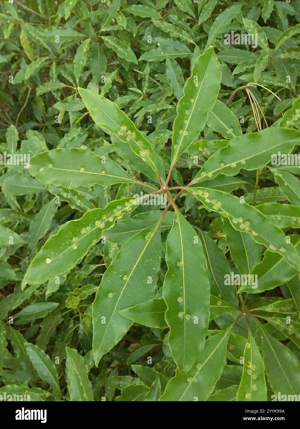 pittosporum leaf-gall fly (Phytoliriomyza pittosporophylli Stock Photo ...