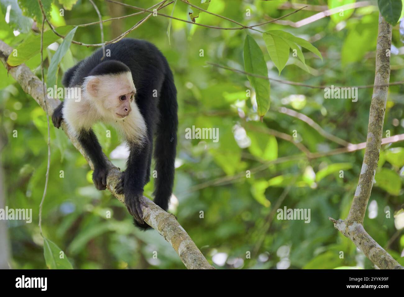 White-shouldered capuchin monkey (Cebus capucinus) Costa Rica Stock ...