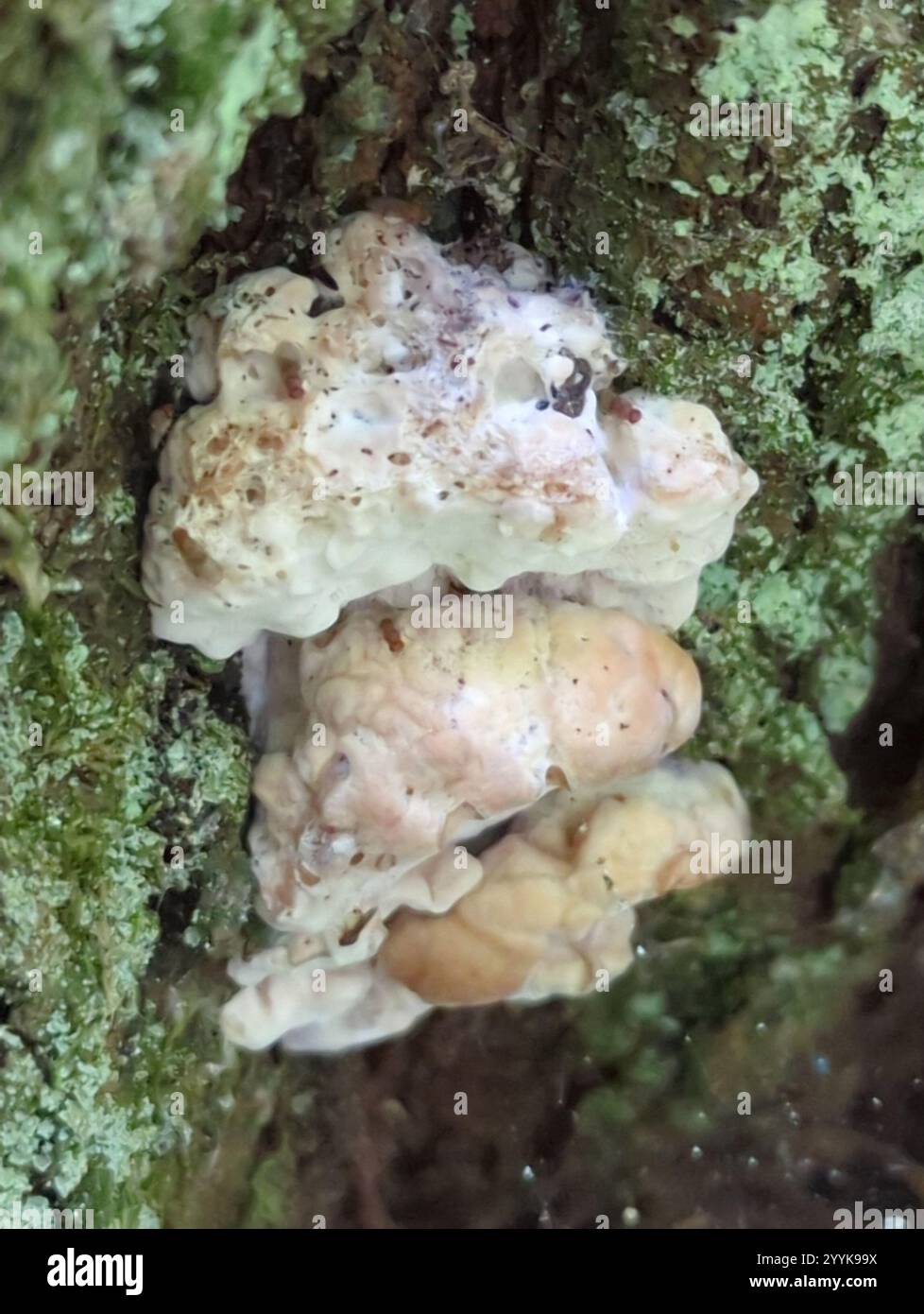 green cheese polypore (Fomitopsis spraguei Stock Photo - Alamy