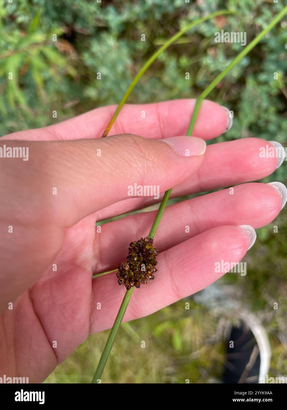 Compact Rush (Juncus conglomeratus Stock Photo - Alamy
