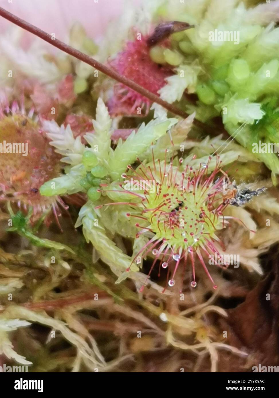 round-leaved sundew (Drosera rotundifolia Stock Photo - Alamy