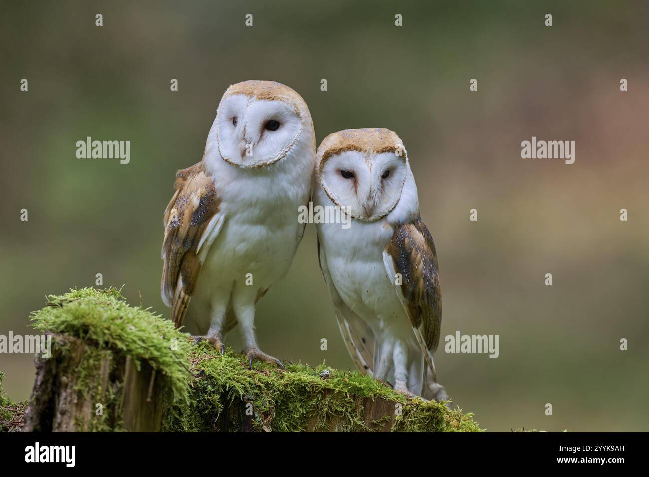 Pair of barn owls (Tyto alba) Bavaria, Germany, Europe Stock Photo - Alamy