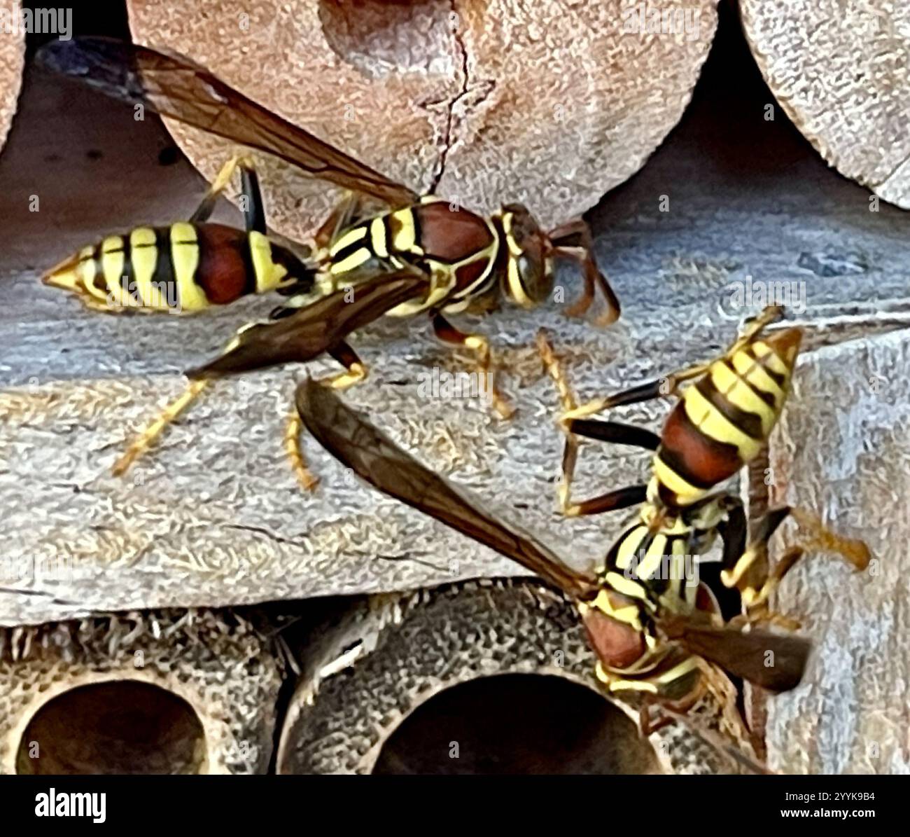 Guinea Paper Wasp (Polistes exclamans Stock Photo - Alamy