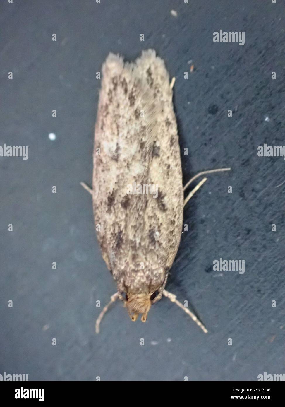 Brown House Moth (Hofmannophila pseudospretella Stock Photo - Alamy