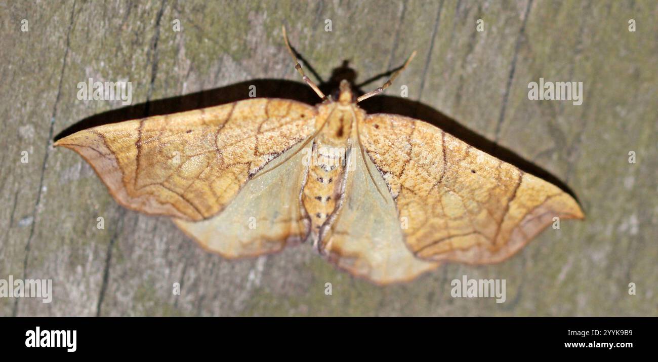 Greater Grapevine Looper Moth (Eulithis gracilineata Stock Photo - Alamy