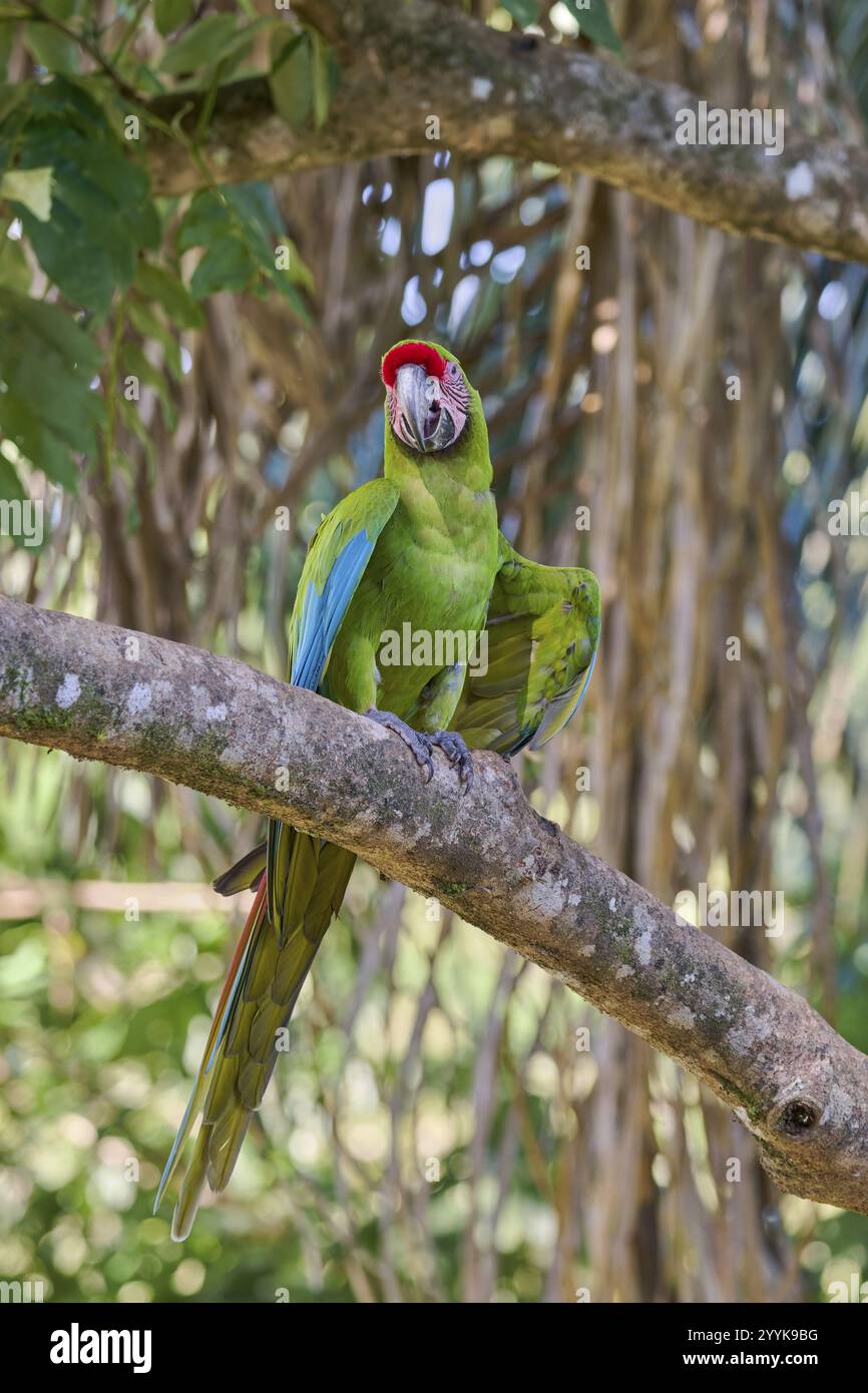Great green macaw (Ara ambiguus) Costa Rica Stock Photo - Alamy