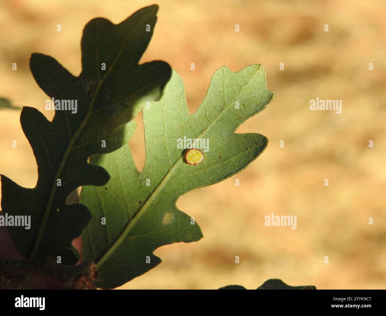 Parmula hi-res stock photography and images - Alamy