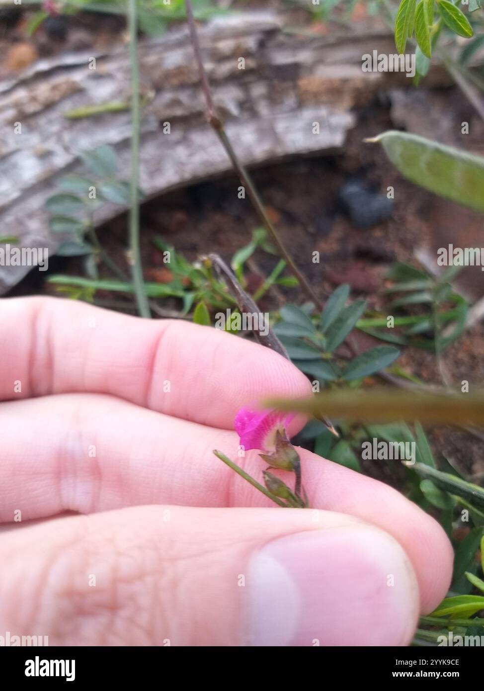 Tephrosia capensis hi-res stock photography and images - Alamy