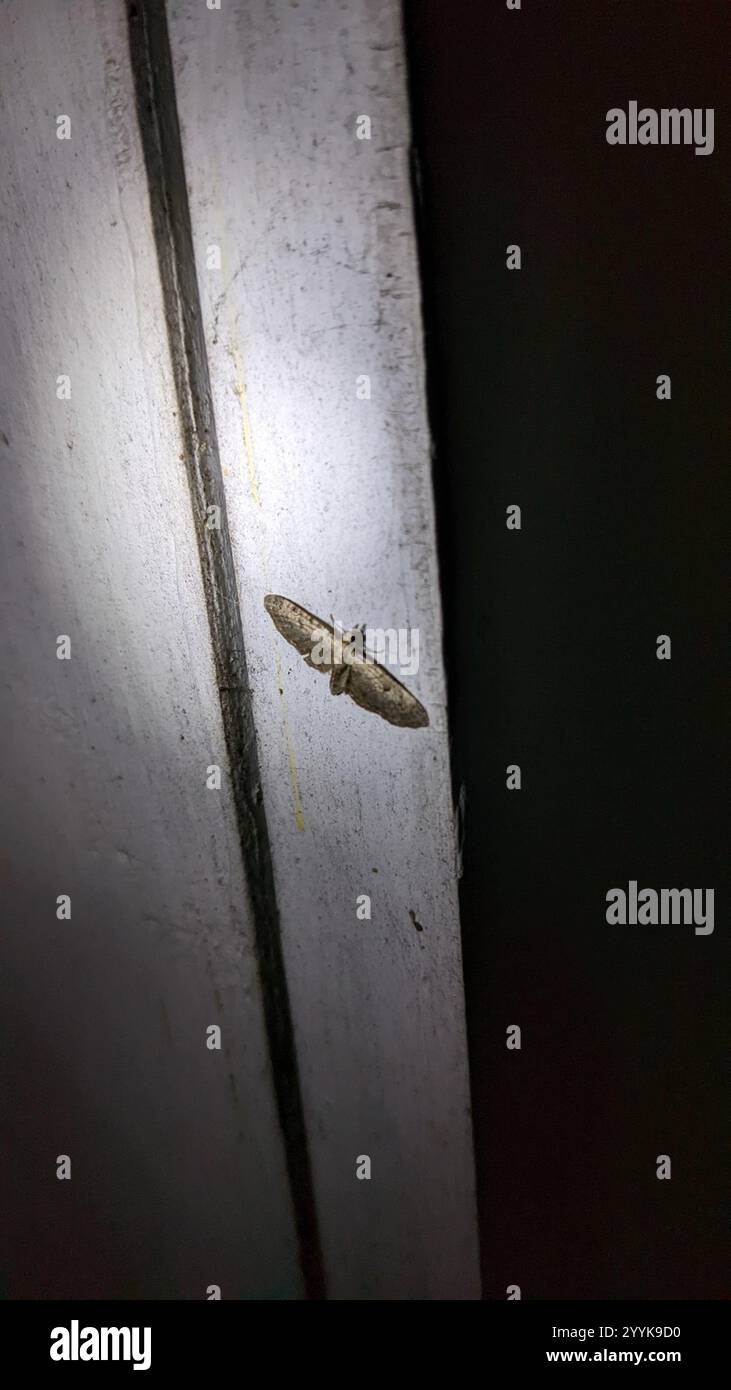 Common Eupithecia Moth (Eupithecia miserulata Stock Photo - Alamy